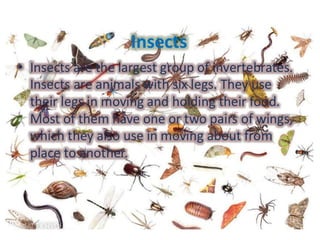 types of animals with features, mammals, amphibians, birds | PPTX