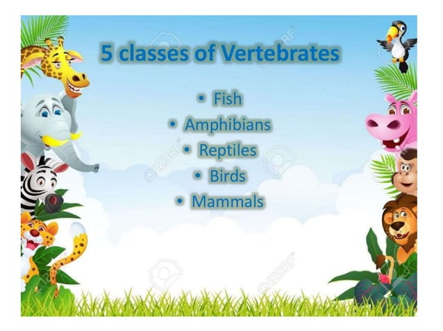 types of animals with features, mammals, amphibians, birds | PPTX