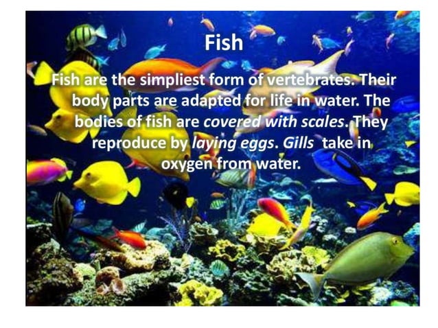 types of animals with features, mammals, amphibians, birds | PPTX