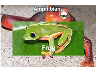 types of animals with features, mammals, amphibians, birds | PPT