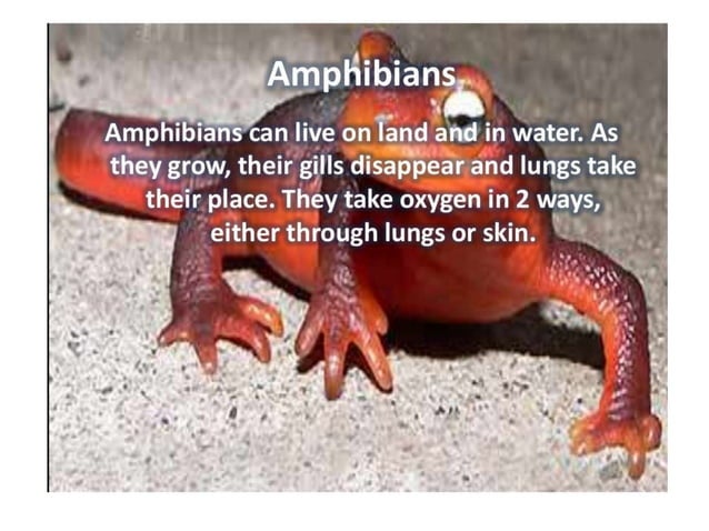 types of animals with features, mammals, amphibians, birds | PPTX