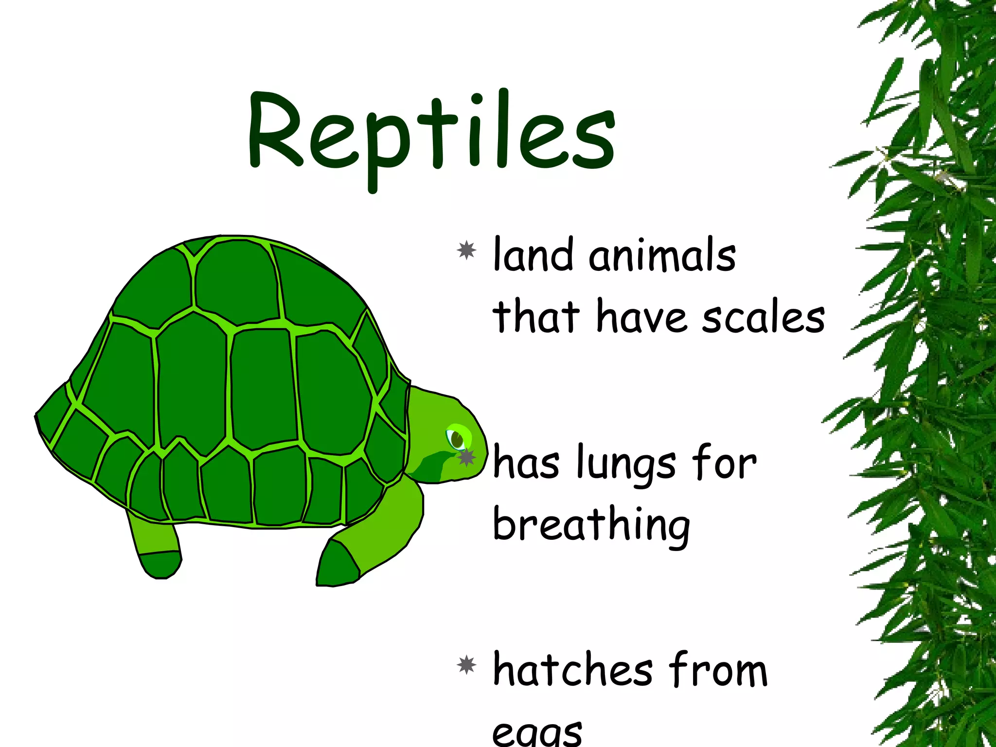 Types of animals (science) | PPT