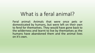 Types of animals | PPTX