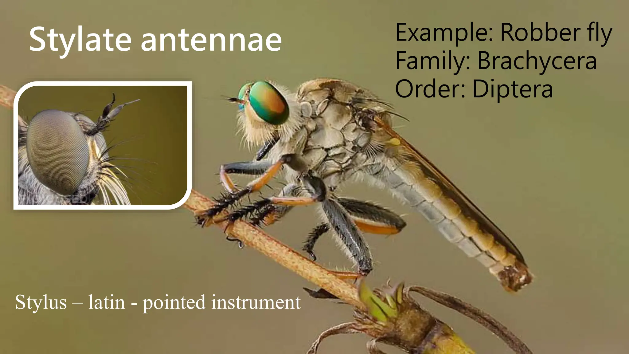 Different Types of Insect Antennae..pptx