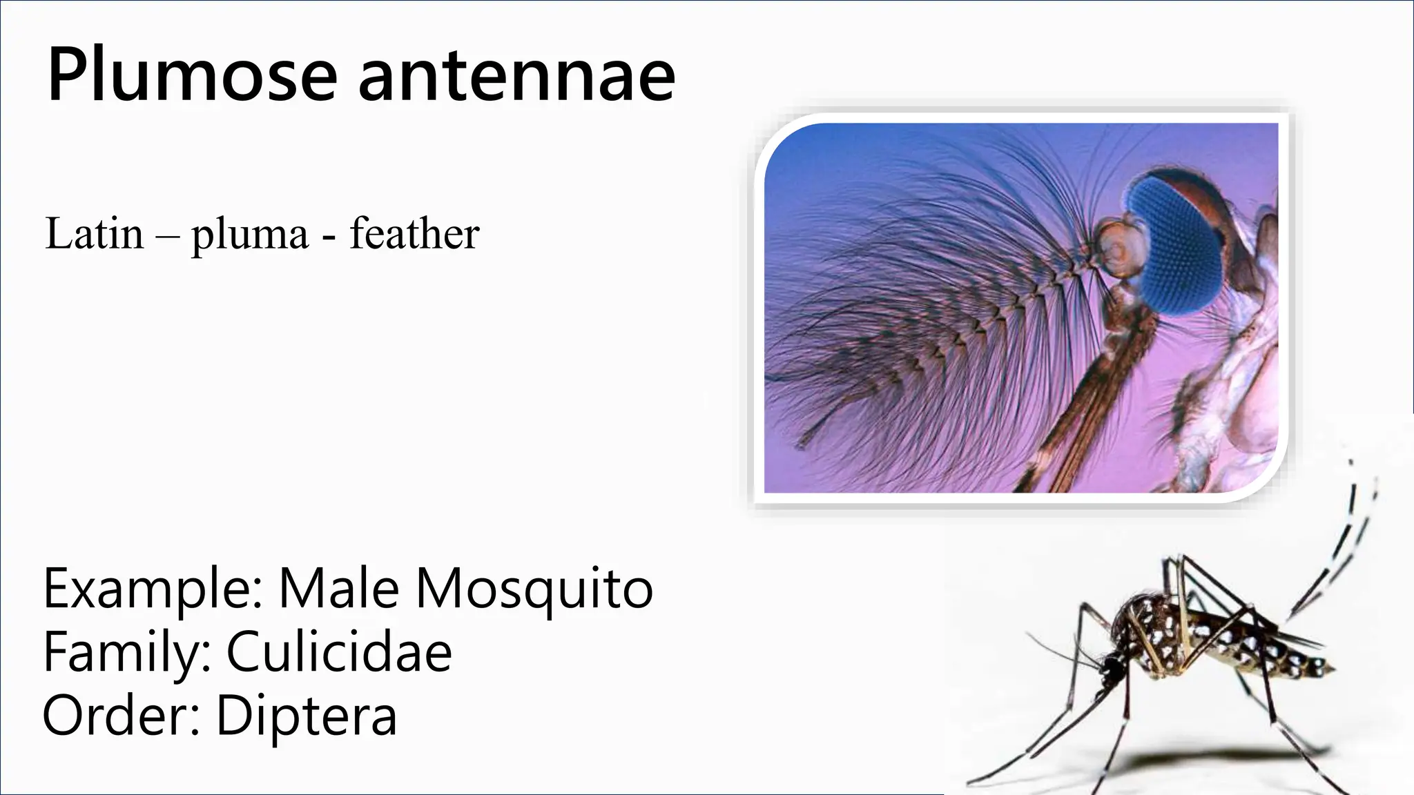 Different Types of Insect Antennae..pptx