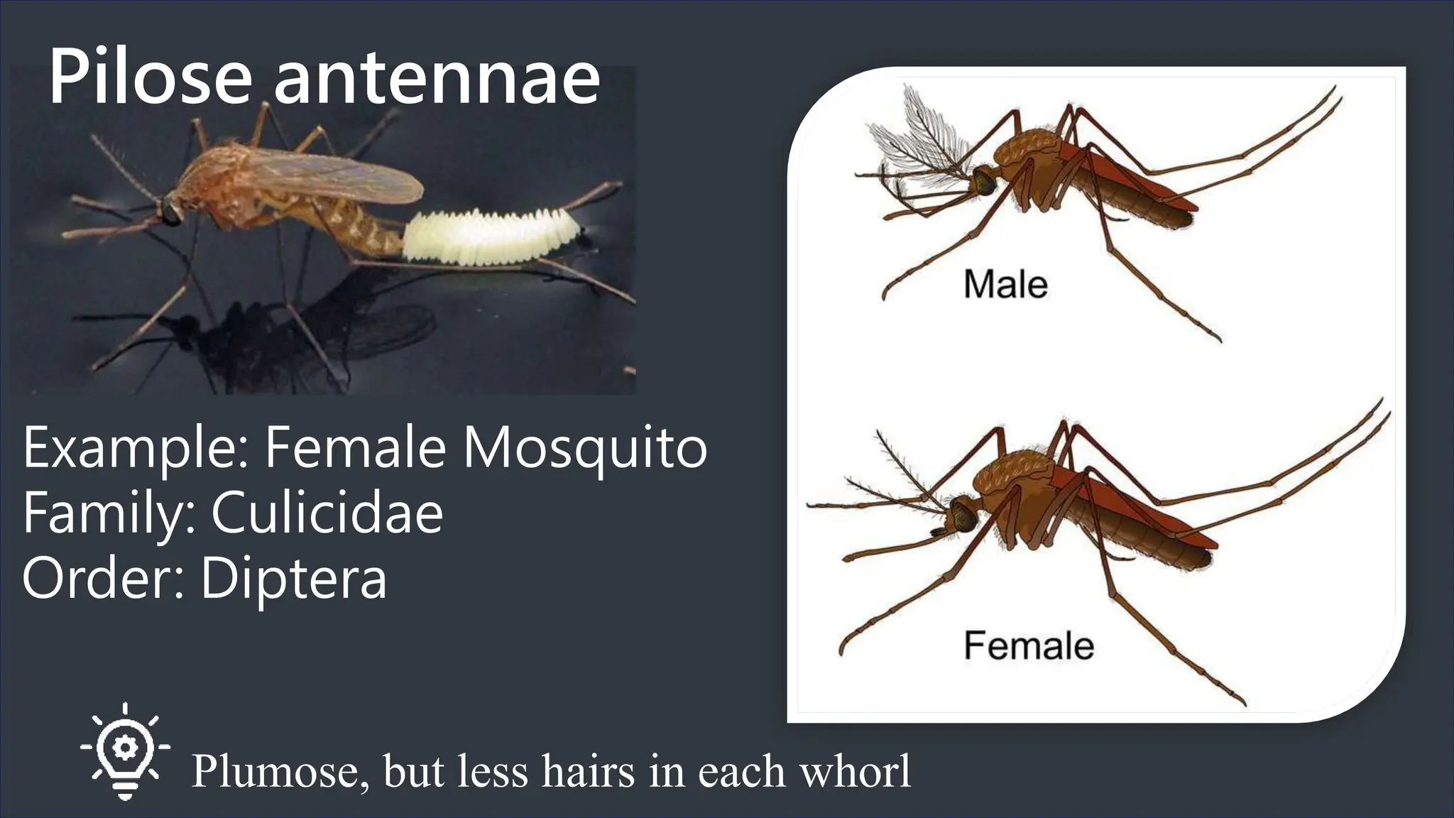 Different Types of Insect Antennae..pptx