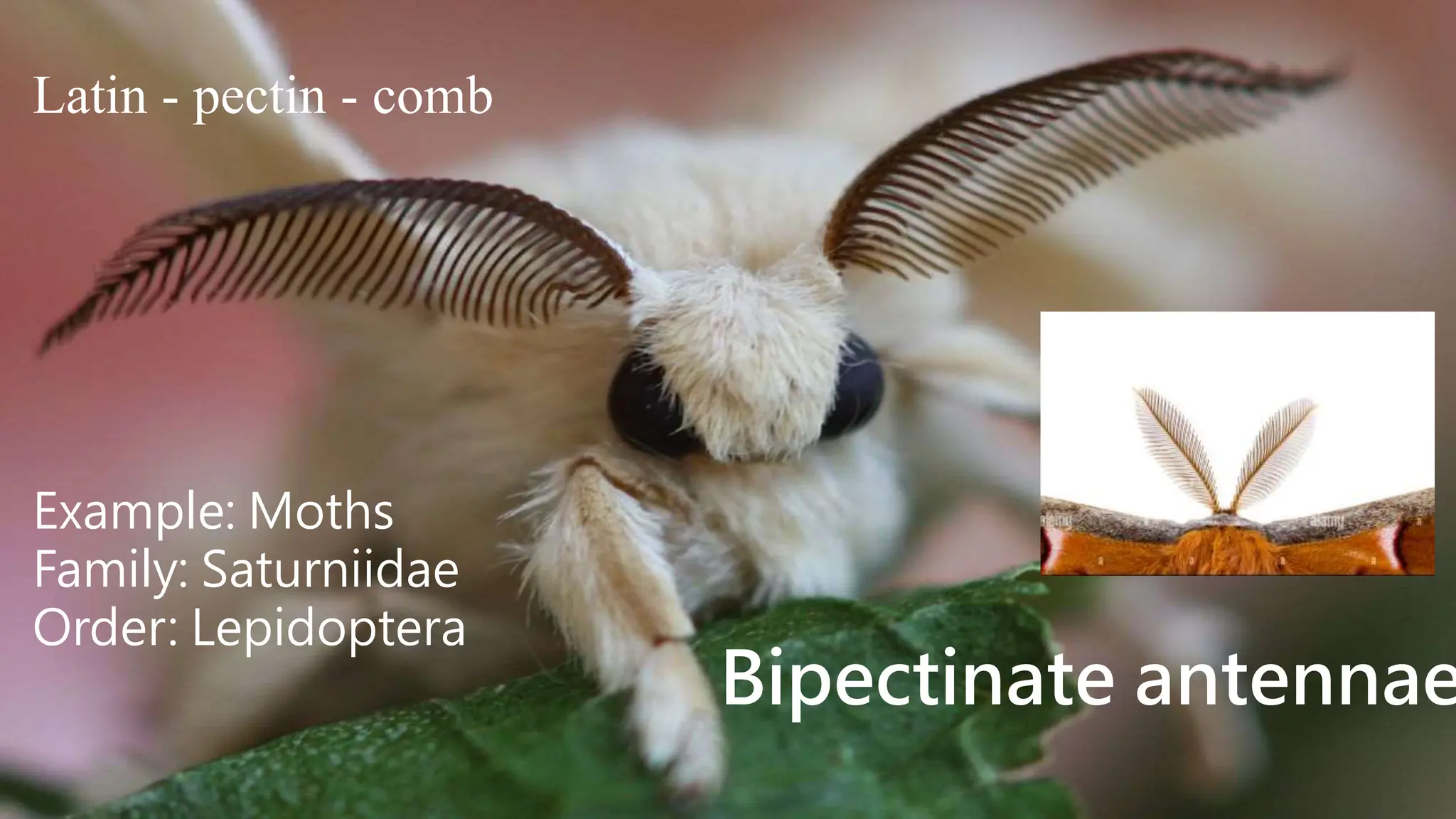 Different Types of Insect Antennae..pptx