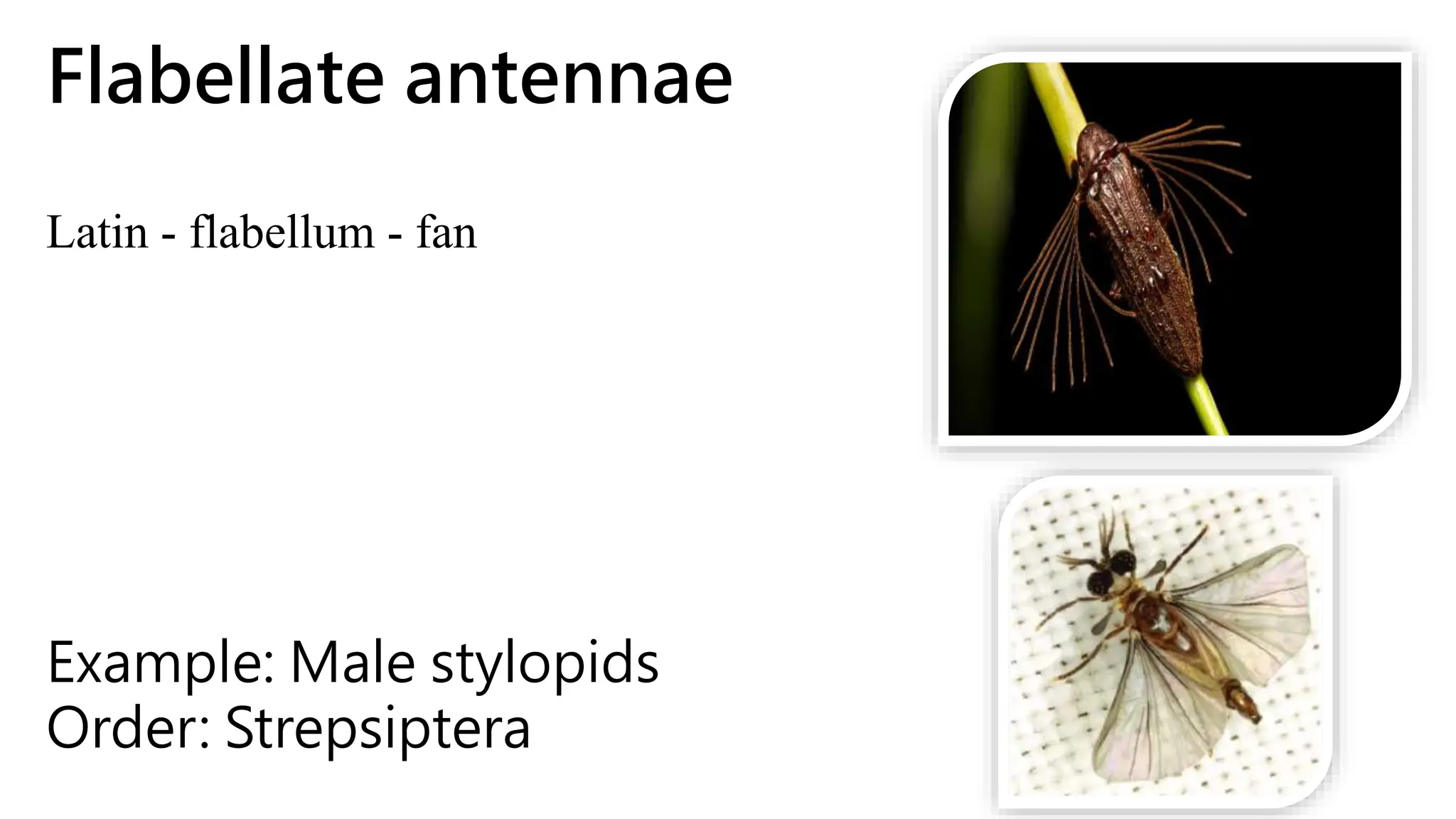 Different Types of Insect Antennae..pptx