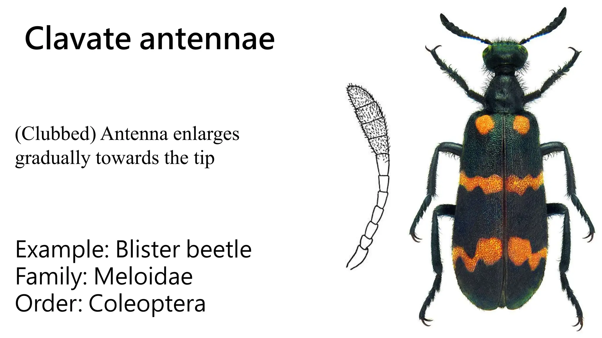 Different Types of Insect Antennae..pptx