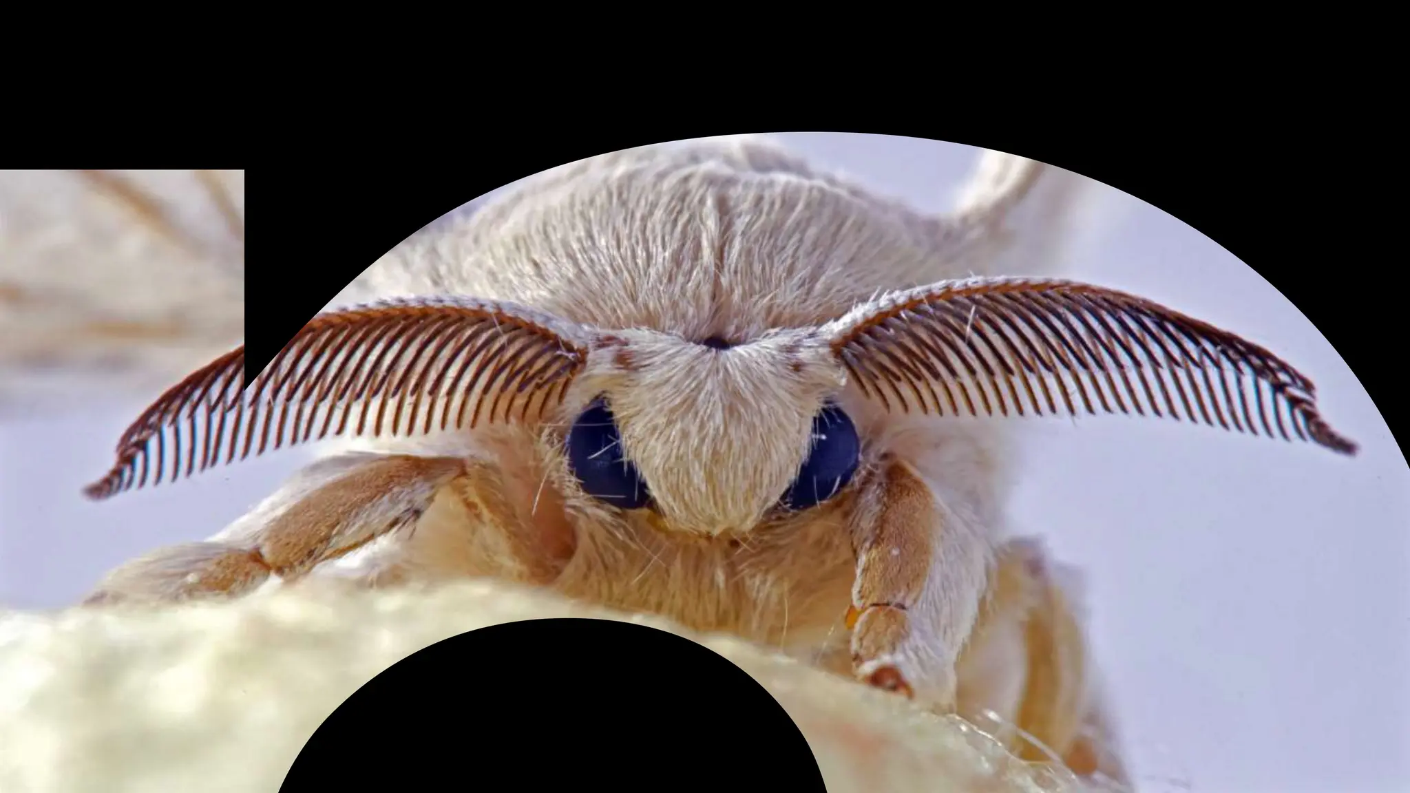 Different Types of Insect Antennae..pptx