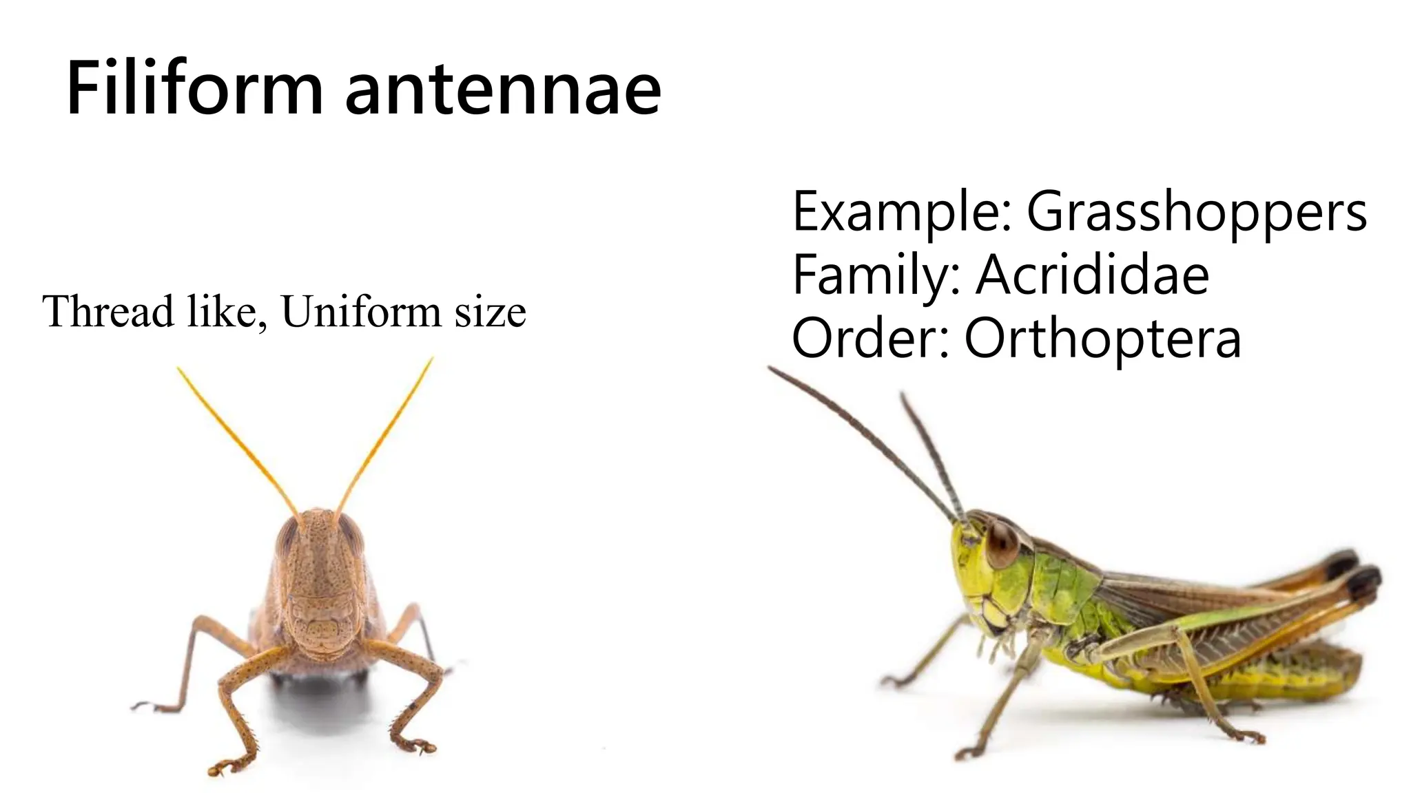 Different Types of Insect Antennae..pptx