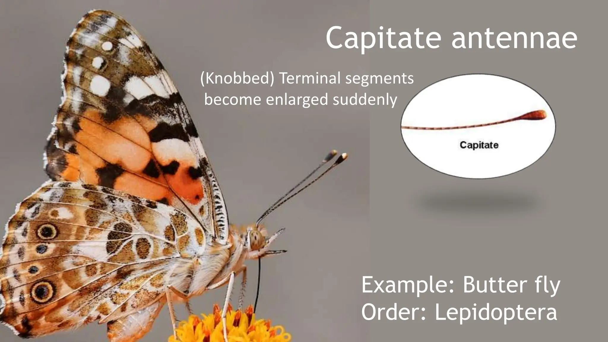Different Types of Insect Antennae..pptx