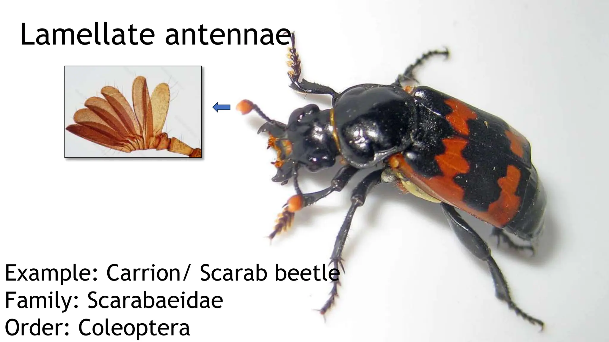 Different Types of Insect Antennae..pptx