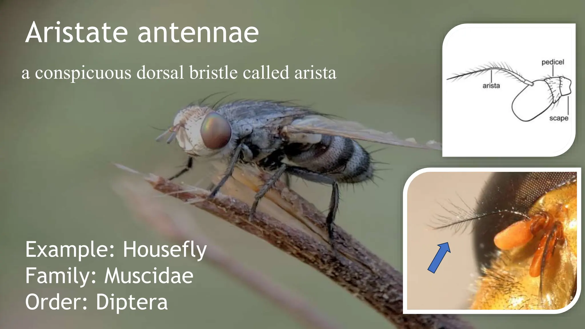 Different Types of Insect Antennae..pptx