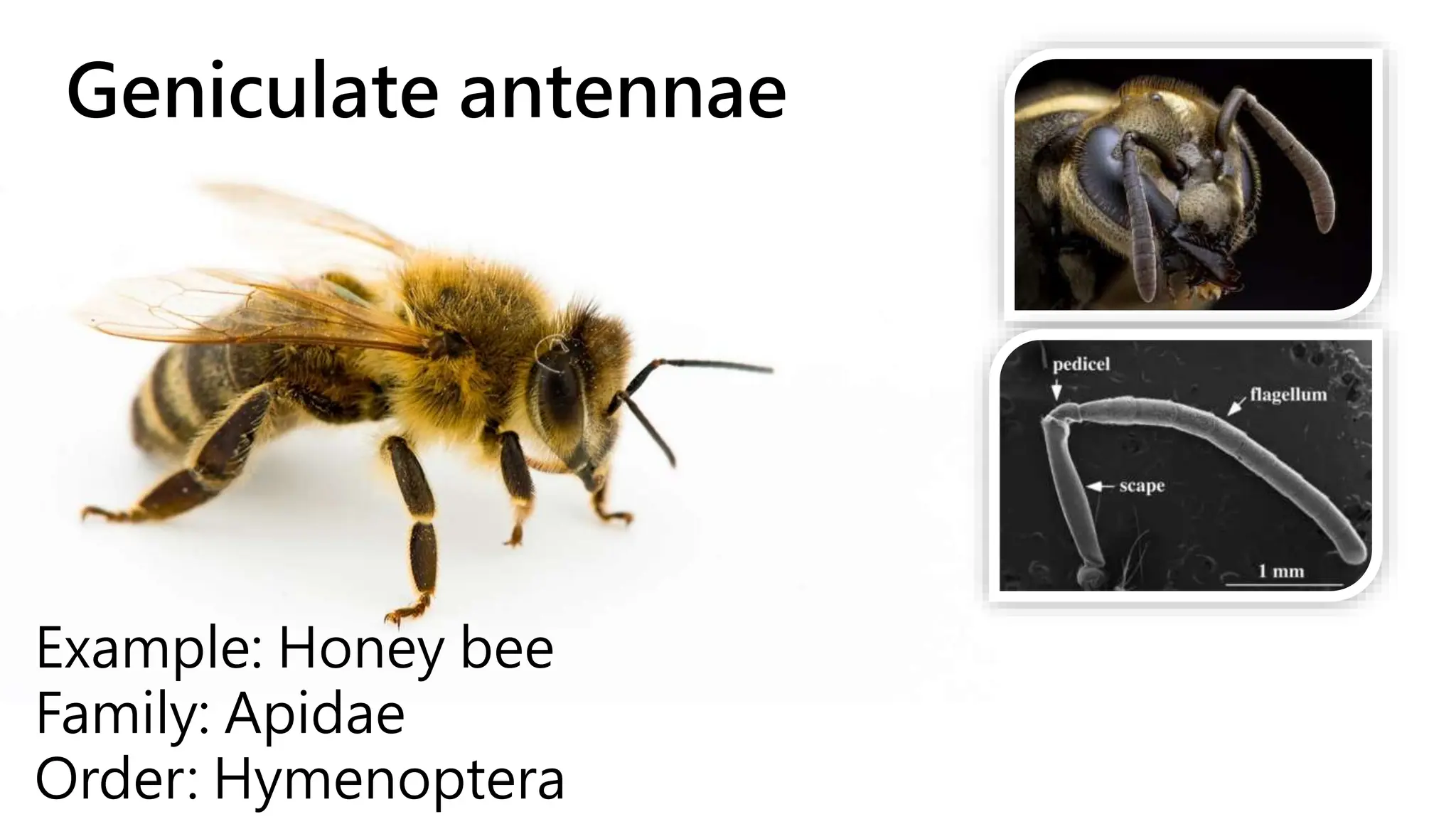 Different Types of Insect Antennae..pptx
