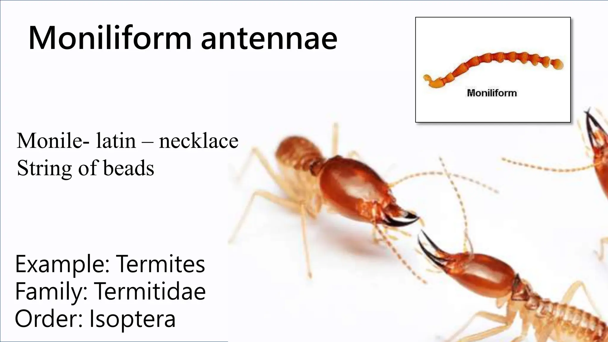 Different Types of Insect Antennae..pptx
