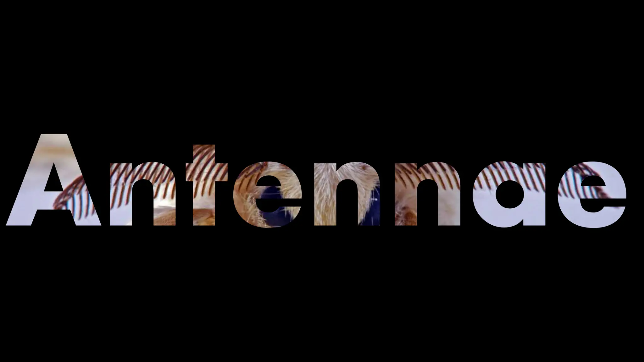 Different Types of Insect Antennae..pptx