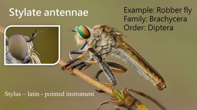 Different Types of Insect Antennae..pptx