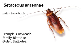Different Types of Insect Antennae..pptx