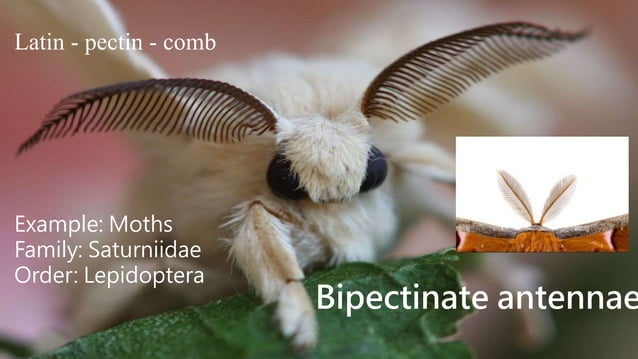 Different Types of Insect Antennae..pptx