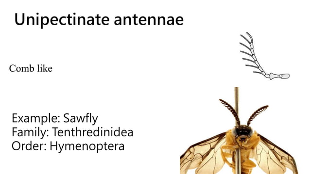 Different Types of Insect Antennae..pptx