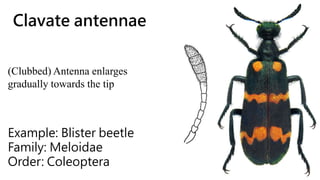 Different Types of Insect Antennae..pptx