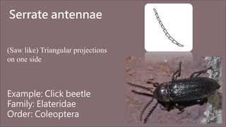 Different Types of Insect Antennae..pptx