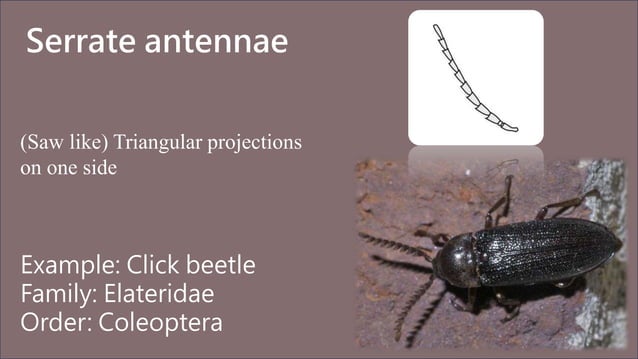 Different Types of Insect Antennae..pptx