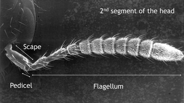 Different Types of Insect Antennae..pptx