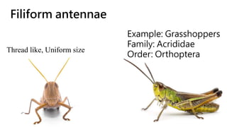 Different Types of Insect Antennae..pptx