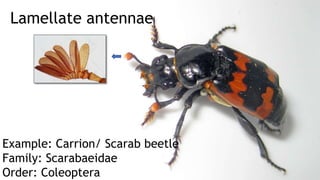 Different Types of Insect Antennae..pptx