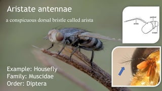 Different Types of Insect Antennae..pptx