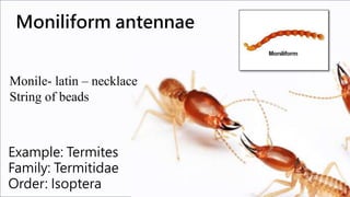 Different Types of Insect Antennae..pptx