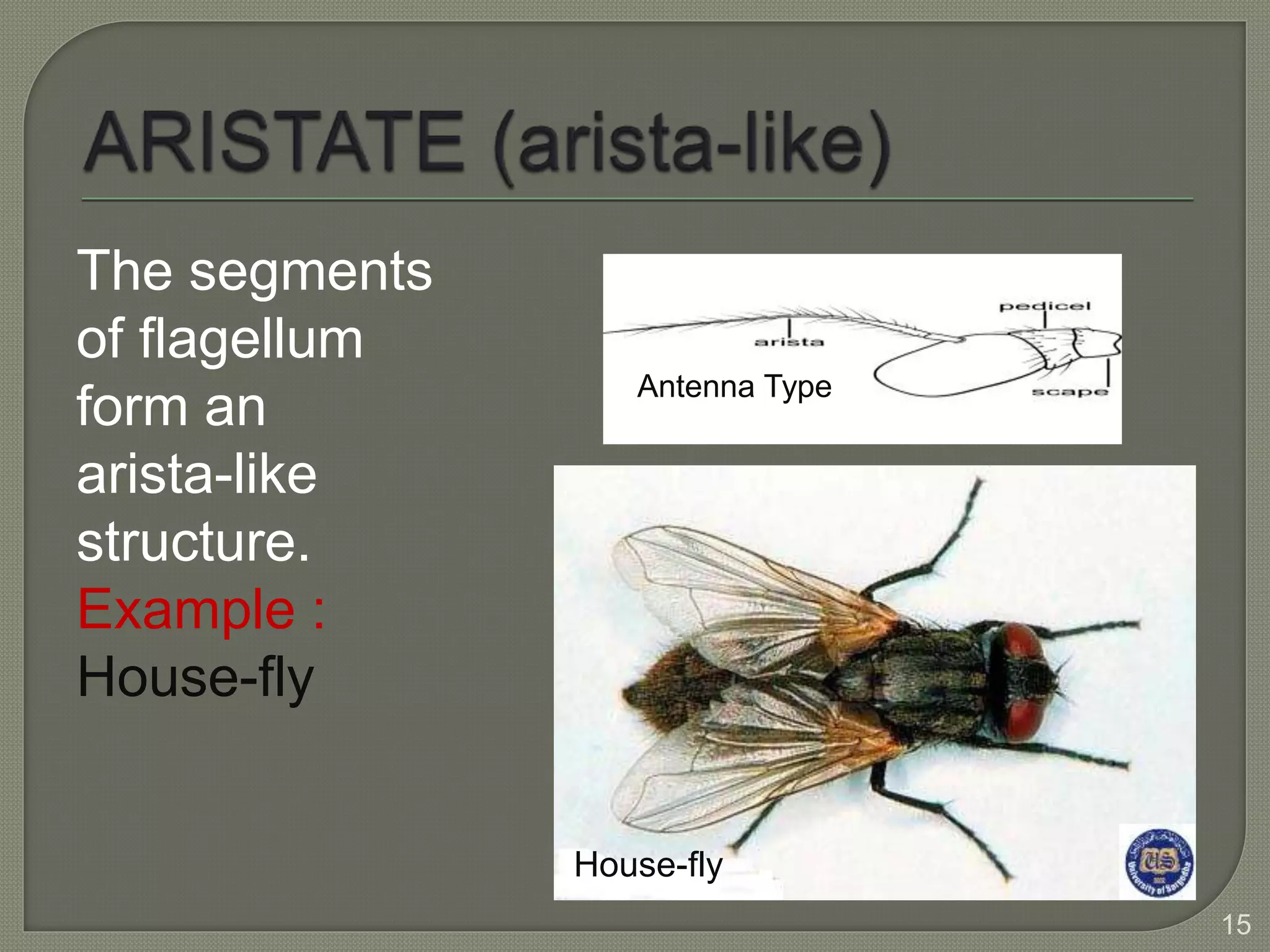 Types of antenna of insects | PPTX