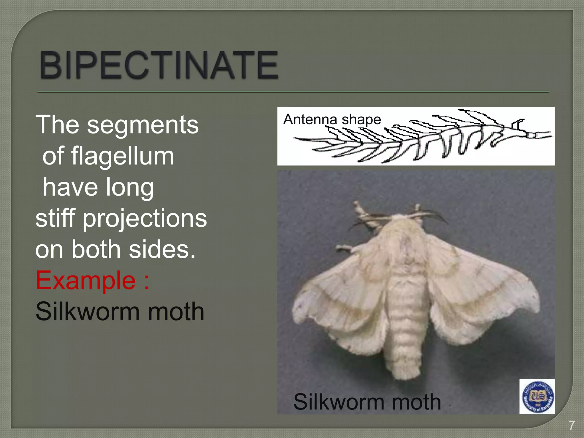 Types of antenna of insects | PPTX