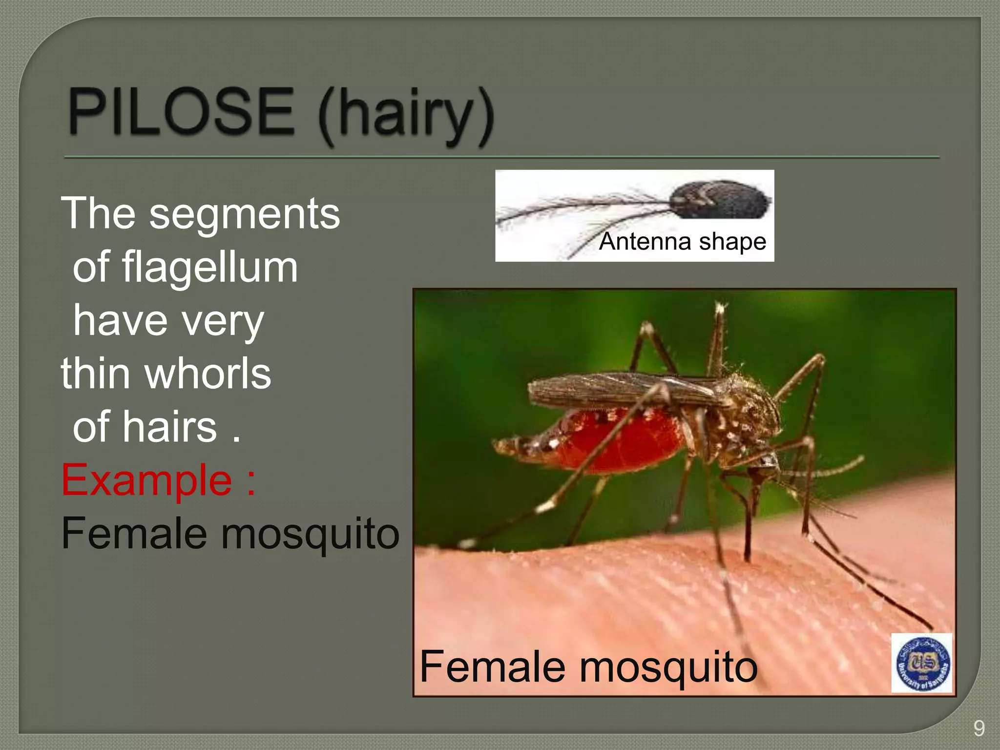 Types of antenna of insects | PPTX