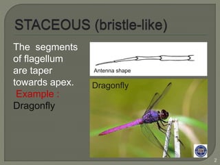 Types of antenna of insects | PPTX