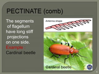 Types of antenna of insects | PPTX