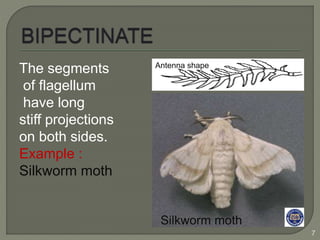 Types of antenna of insects | PPTX