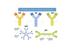 ANTIBODIES types and Immunology Humans and Mammals | PPT