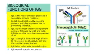 ANTIBODIES types and Immunology Humans and Mammals | PPT