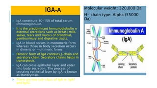 ANTIBODIES types and Immunology Humans and Mammals | PPT