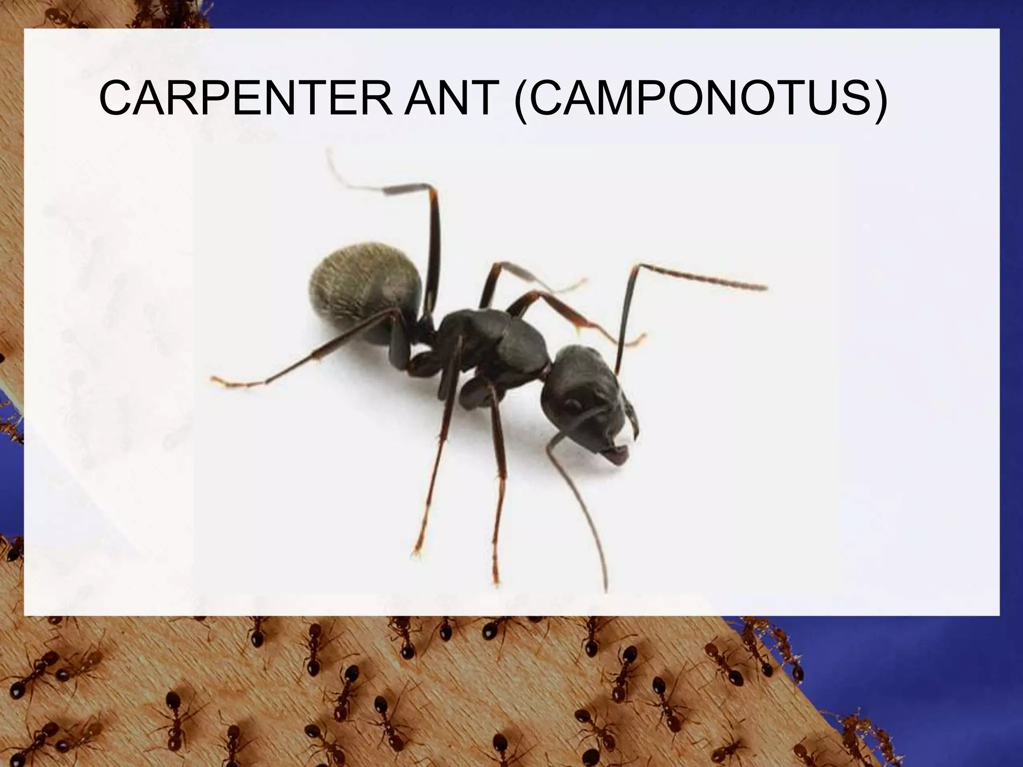 Types of ants | PPT