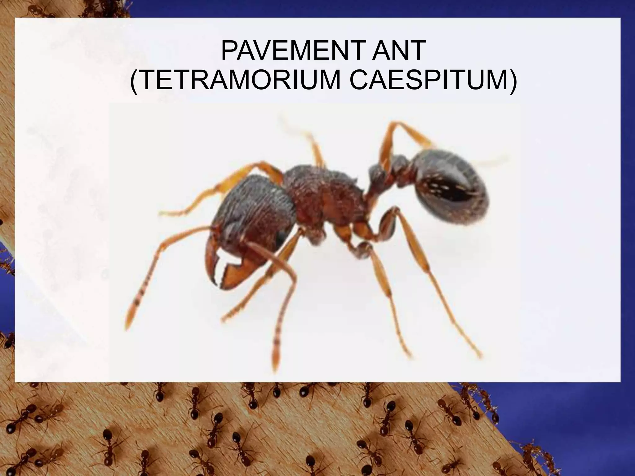 Types of ants | PPT