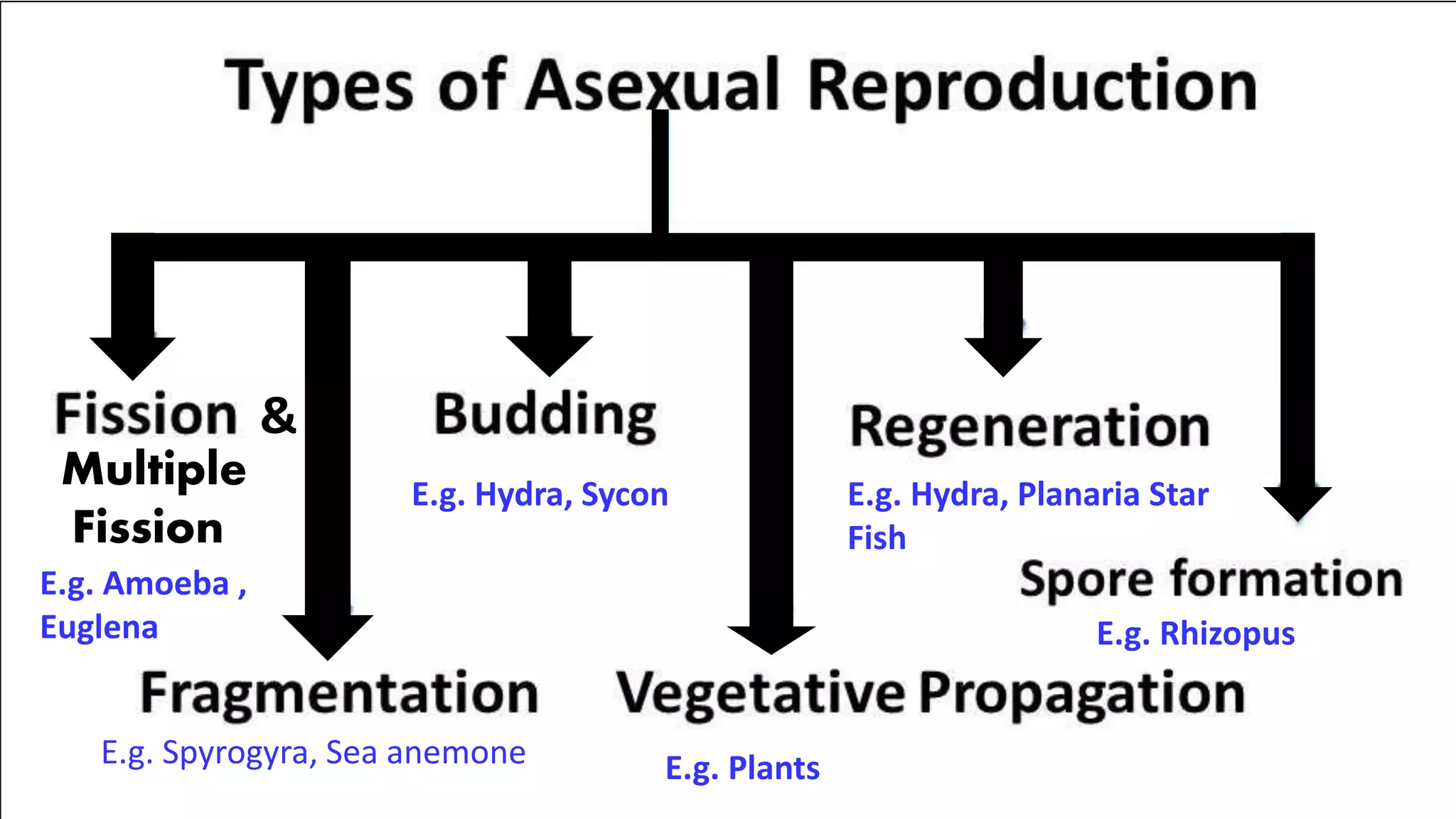 Types of asexual reproduction | PPTX