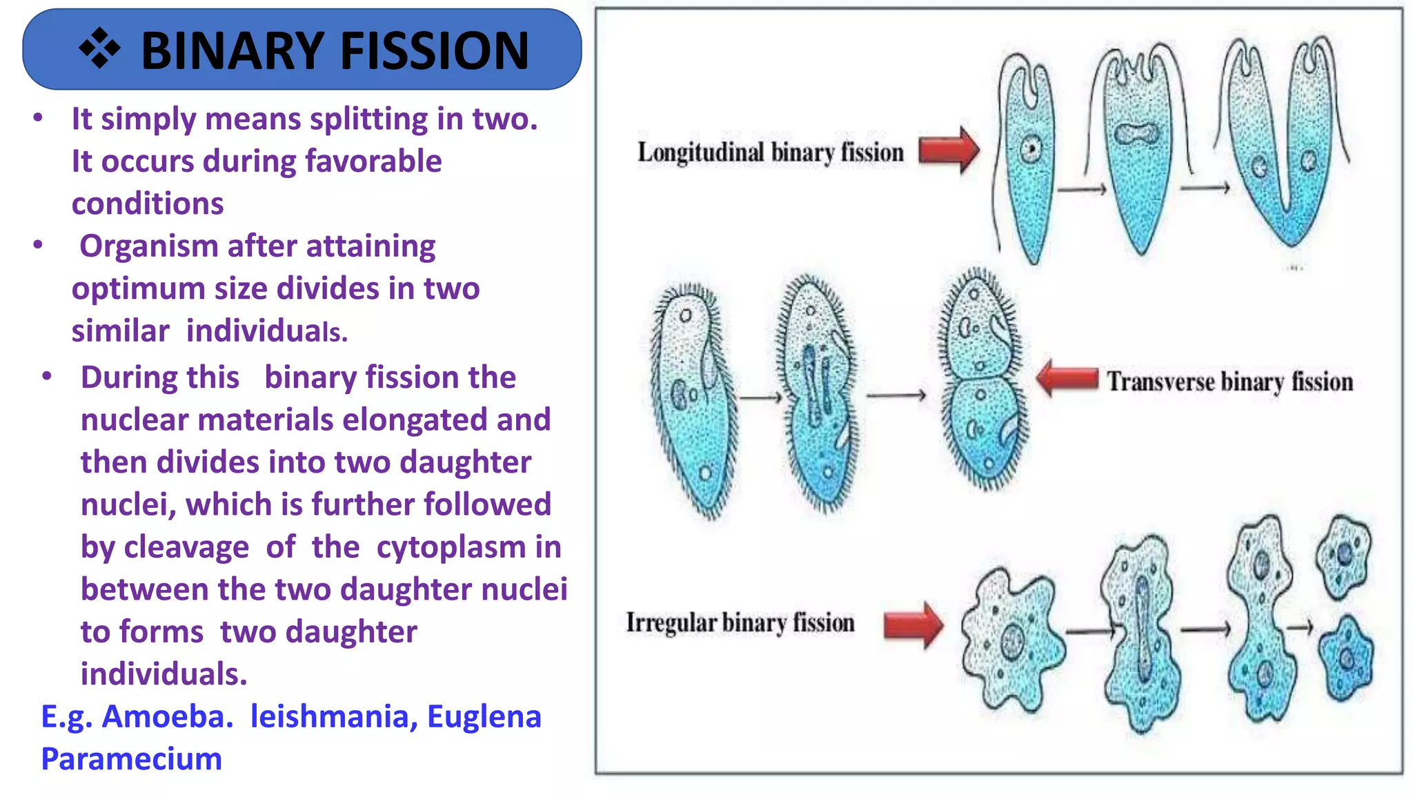 Types of asexual reproduction | PPTX
