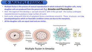 Types of asexual reproduction | PPTX