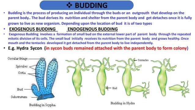 Types of asexual reproduction | PPTX