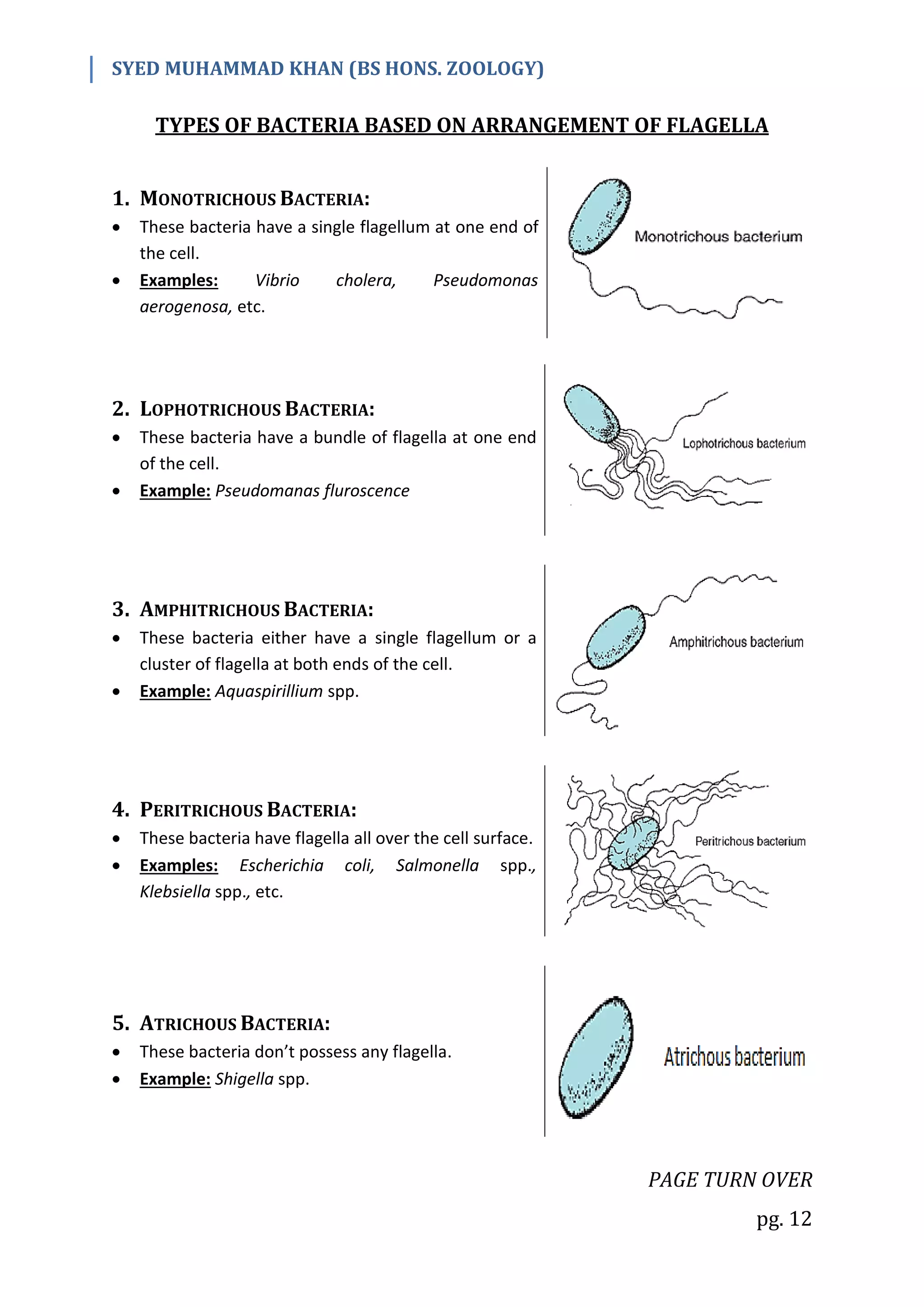 Types of Bacteria | PDF