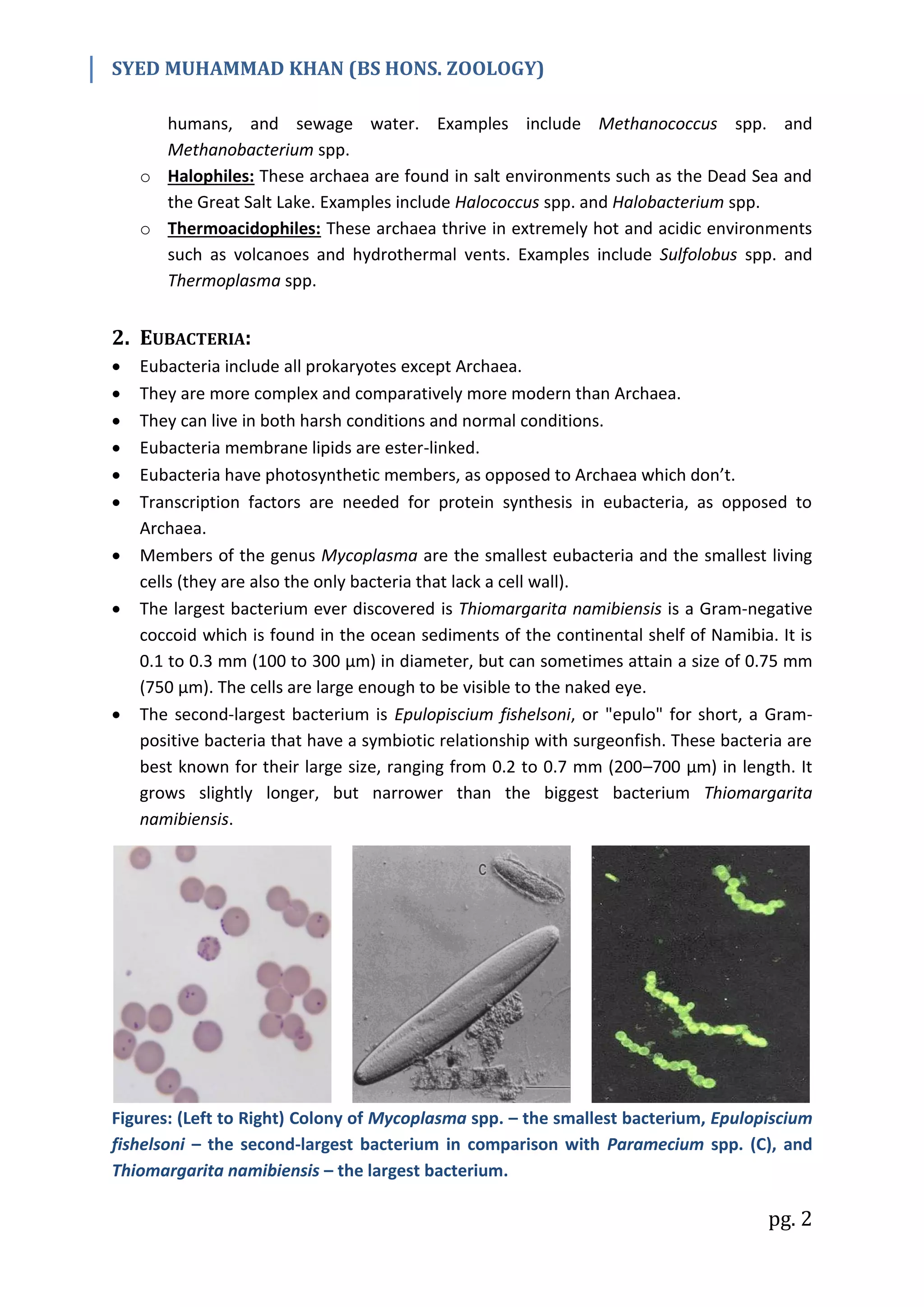 Types of Bacteria | PDF